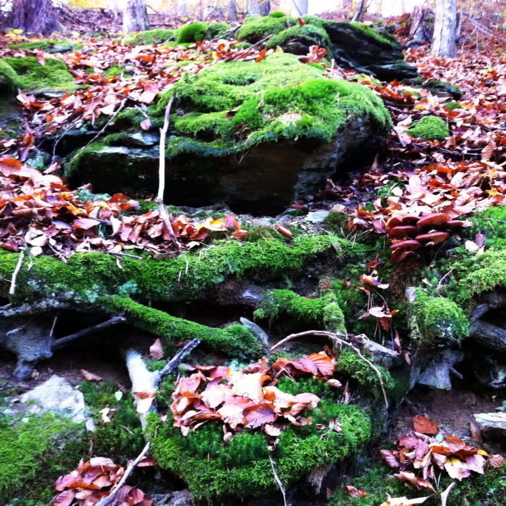 Why does moss generate electricity? - ELECTRIC ECOSYSTEM